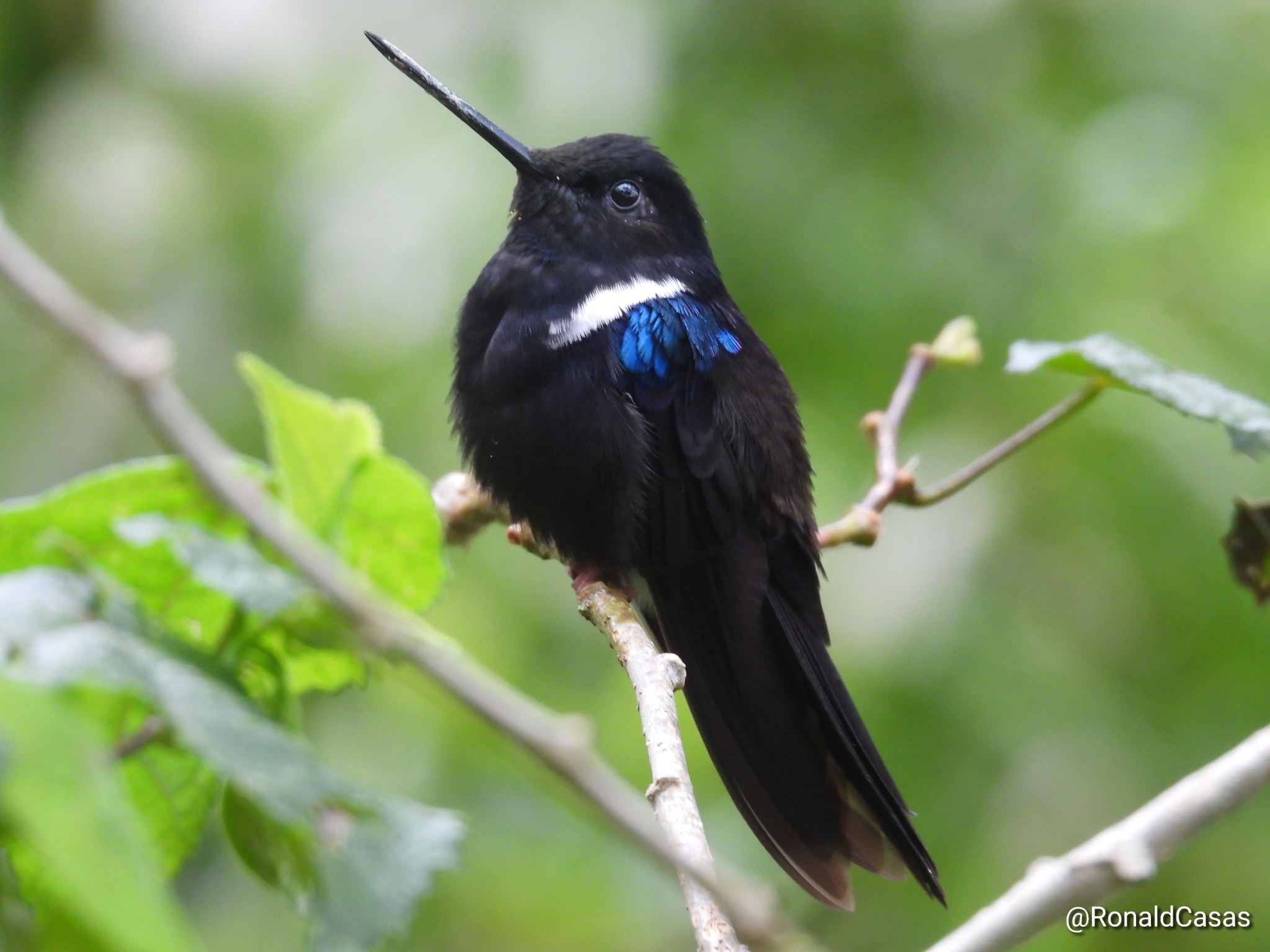 Black Inca Hummingbird