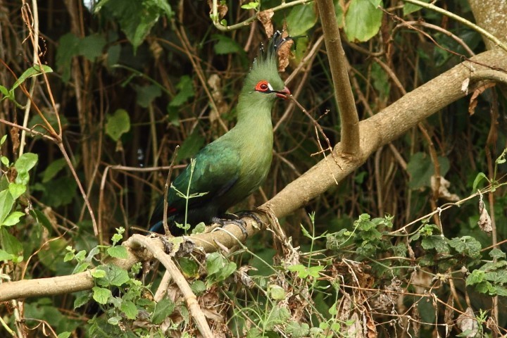 Schalow's Turaco from Ngorongoro, Tanzania on April 17, 2012 at 02:22 ...