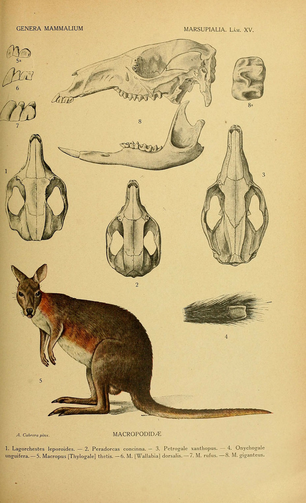Nabarlek (Petrogale concinna) - Know Your Mammals