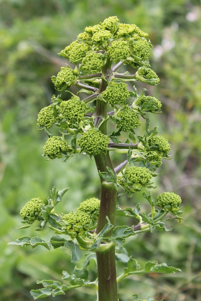 Hercules All-heal (Opopanax chironium) - Botanical Realm