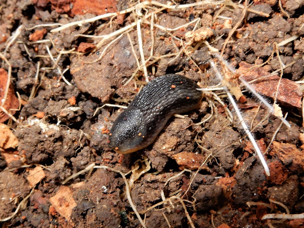 hortensis-group Arion Slugs from Hautere, Otaki, New Zealand on May 21 ...