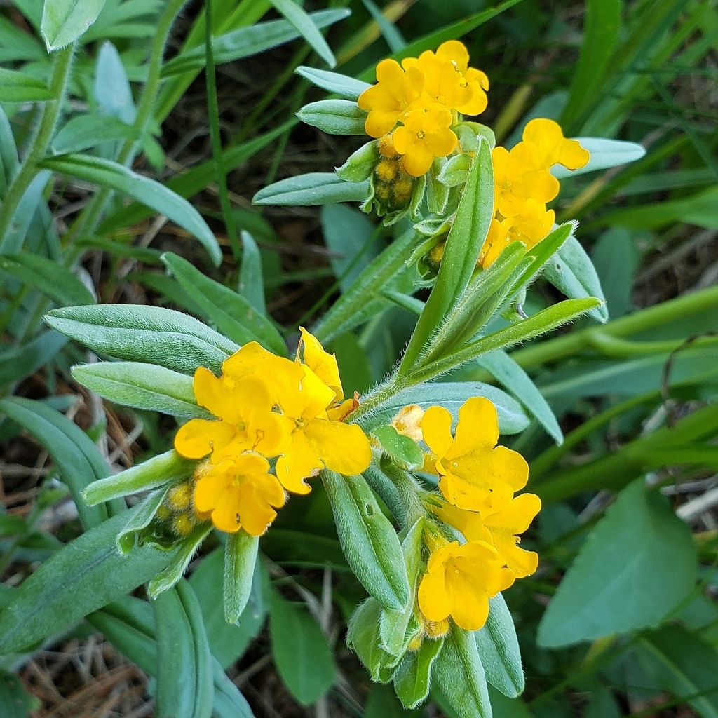 hoary puccoon from Marine on St Croix, MN 55047, USA by Greg Johnson ...