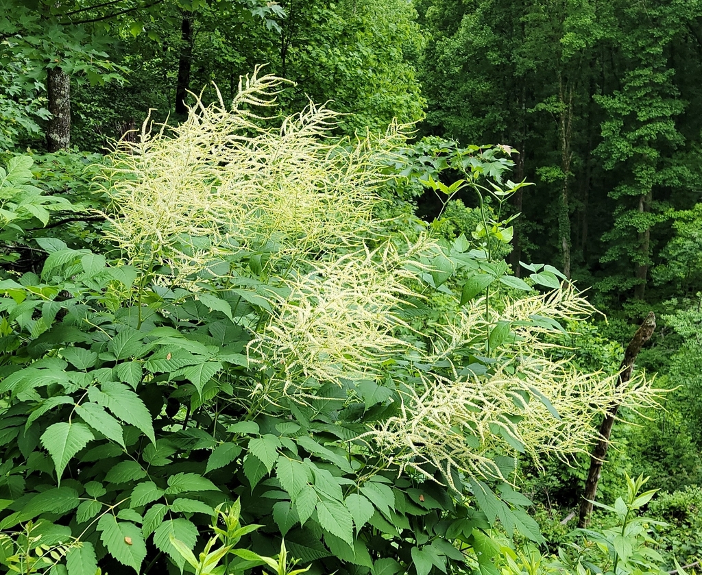 Goatsbeard from Horse Shoe, NC 28742, USA on May 29, 2021 at 02:37 PM ...