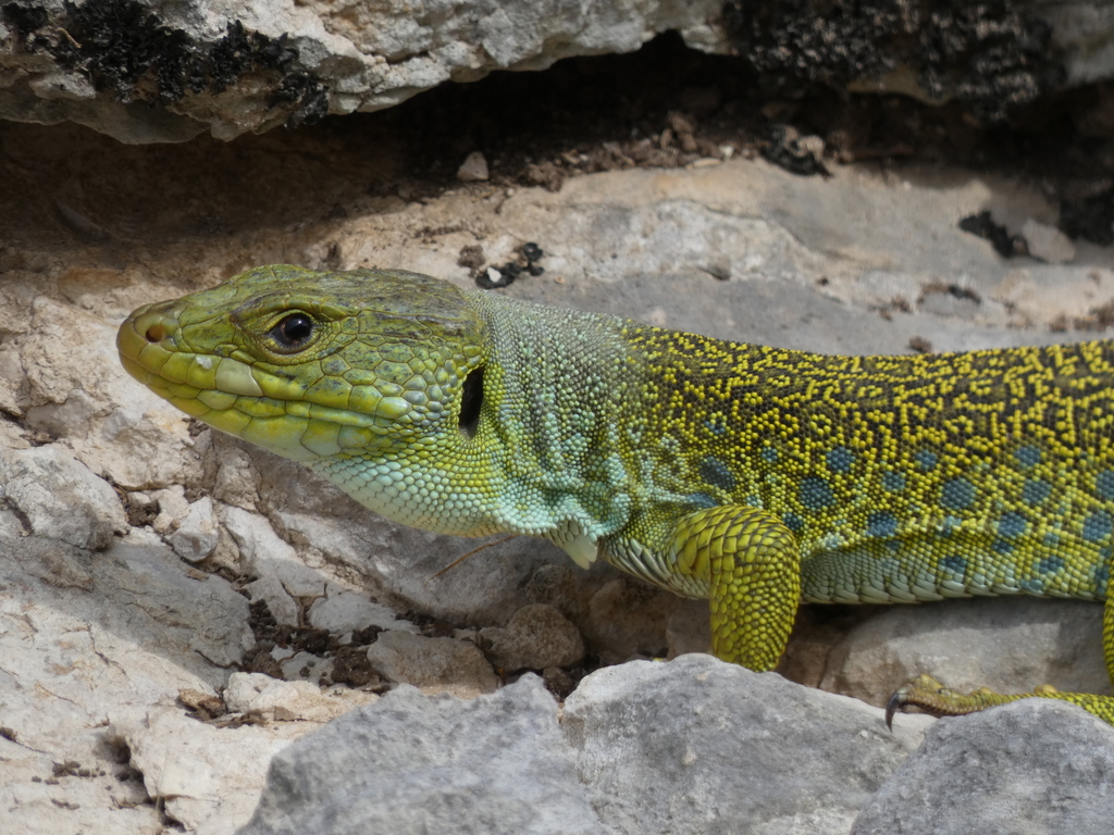 Ocellated Lizard from 34380 Notre-Dame-de-Londres, France on May 29 ...