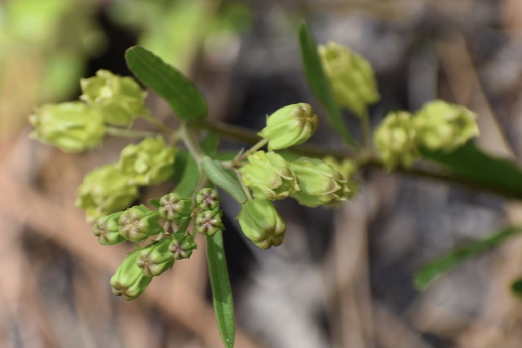 savannah milkweed in May 2021 by Joelle O’Daniel. Field trip with ...