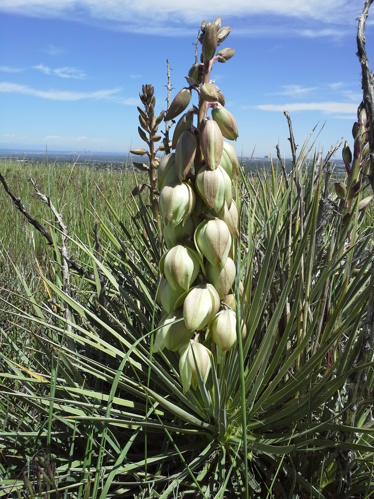 Great Plains yucca from Bluffs, Lone Tree, Colorado on June 3, 2014 at ...