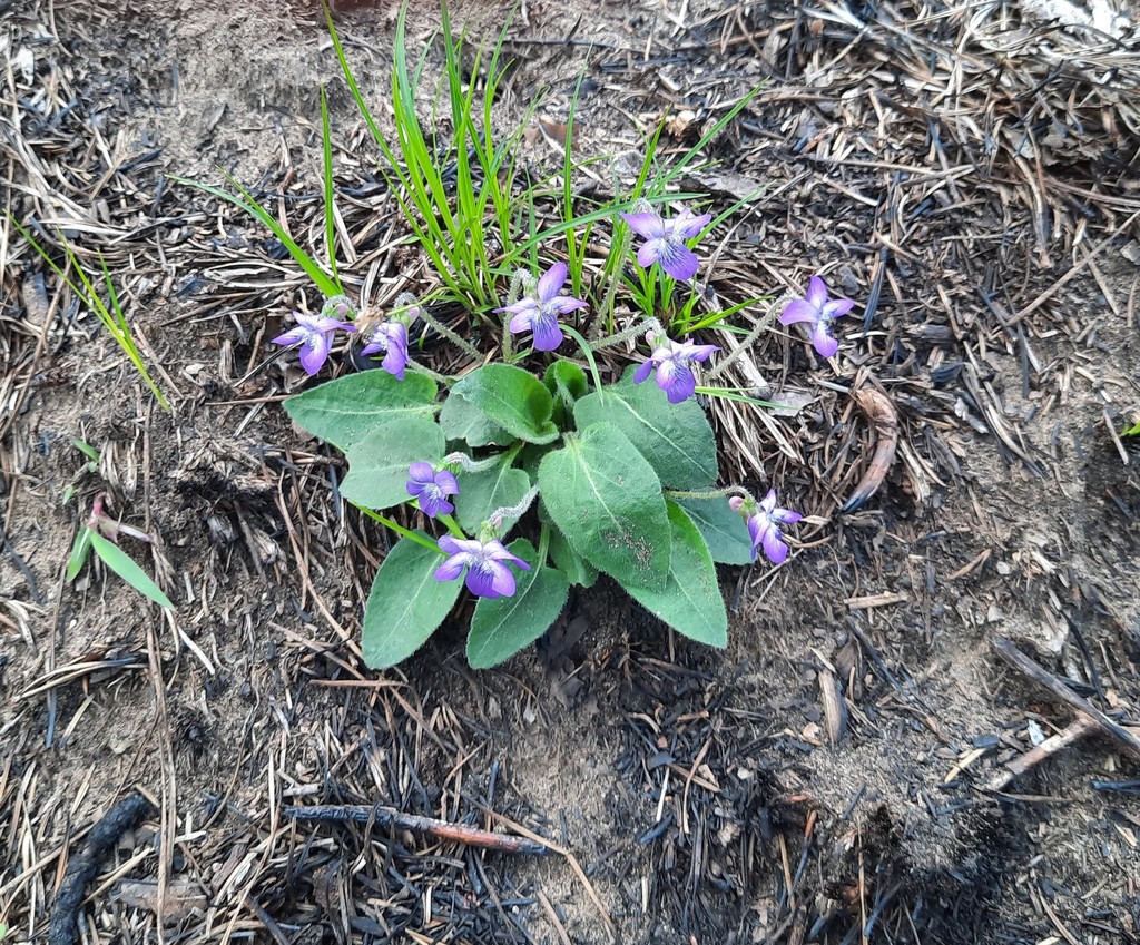 Arrowleaf Violet from Albany, NY, USA on May 12, 2021 at 01:18 PM by ...