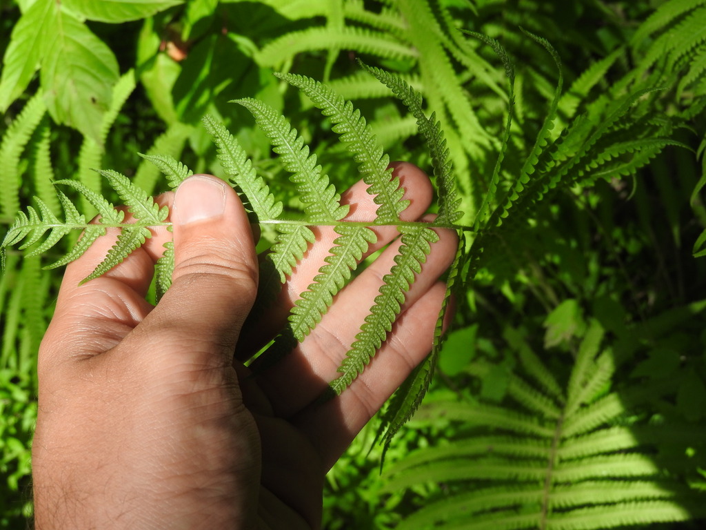 Widespread Maiden Fern from East Baton Rouge, Louisiana, United States ...