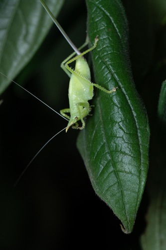 Copiphora brevipennis · iNaturalist