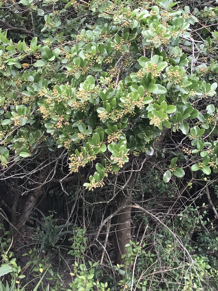 (Scolopia chinensis) - Botanical Realm