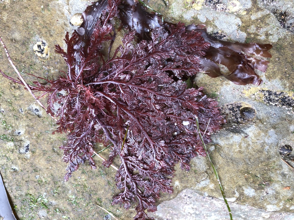 Sea Comb from Santa Cruz, California, United States on May 29, 2021 at ...