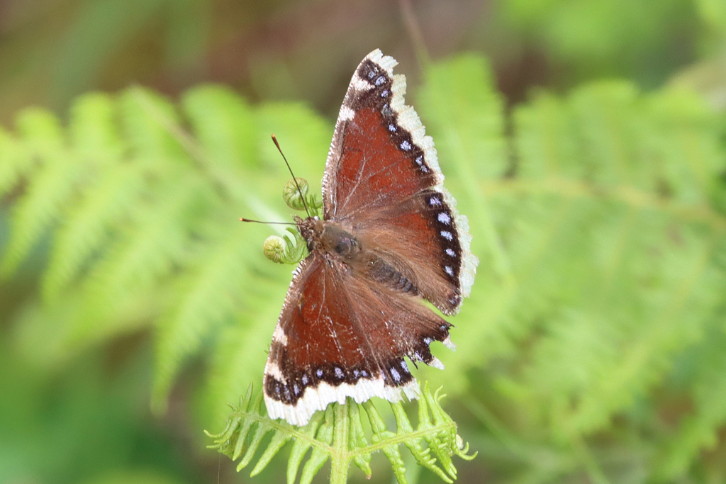 Mourning Cloak from Gouveia, 6290, Portugal on May 27, 2021 at 02:16 PM ...