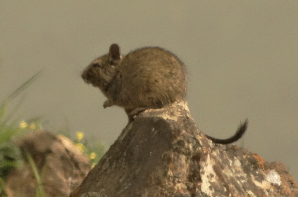Octodonts and Degus (Octodontidae) - Know Your Mammals