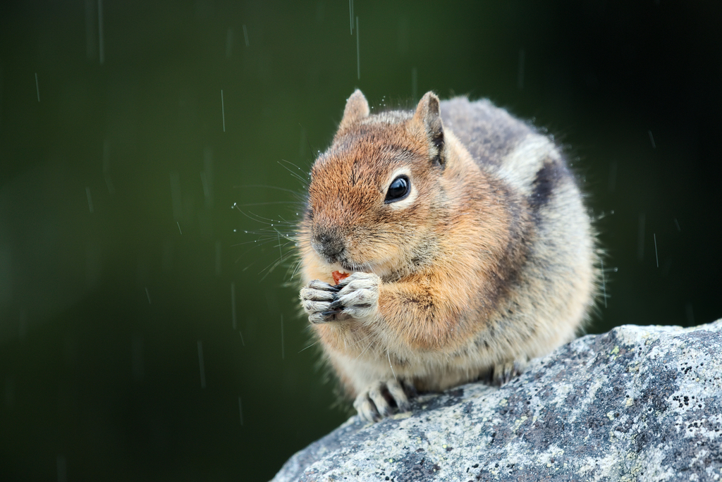 Cascade Golden-mantled Ground Squirrel (Squirrels & Chipmunks of the US ...