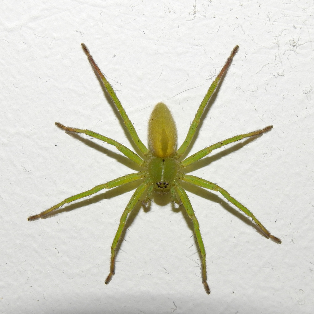 Green Huntsman Spider from 2815 Sobreda, Portugal on May 28, 2021 at 05 ...