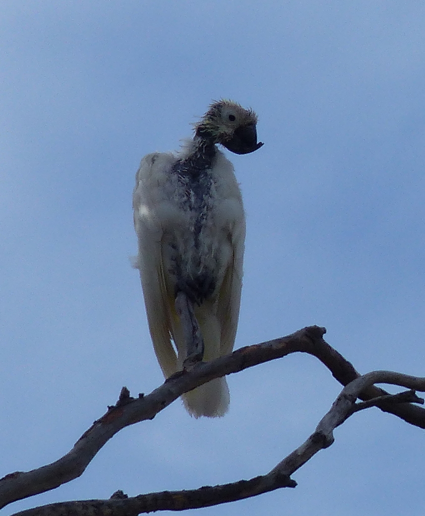 Sulphur-crested Cockatoo in March 2018 by matthewlh. Showing beak and ...