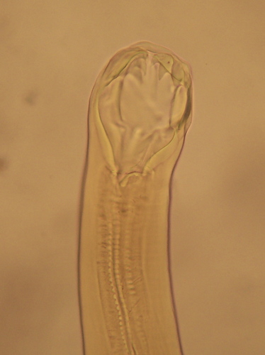 Old World Hookworm (Ancylostoma duodenale) · iNaturalist