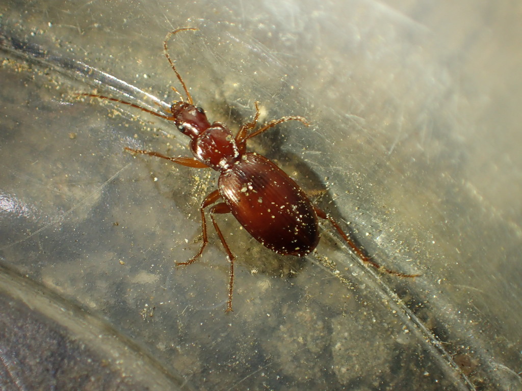 Platynini from Angeles MRCA Open Space, Los Angeles, California, United ...