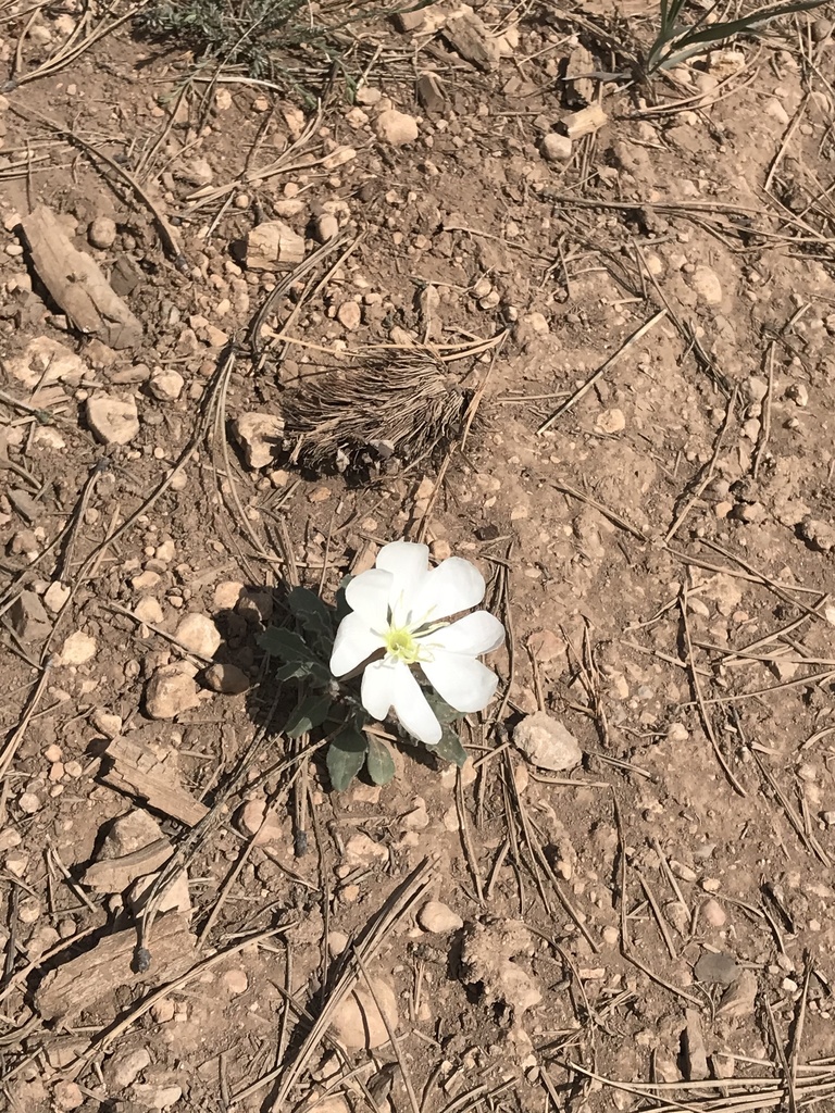 evening primroses, sundrops, and beeblossoms from Dixie National Forest ...