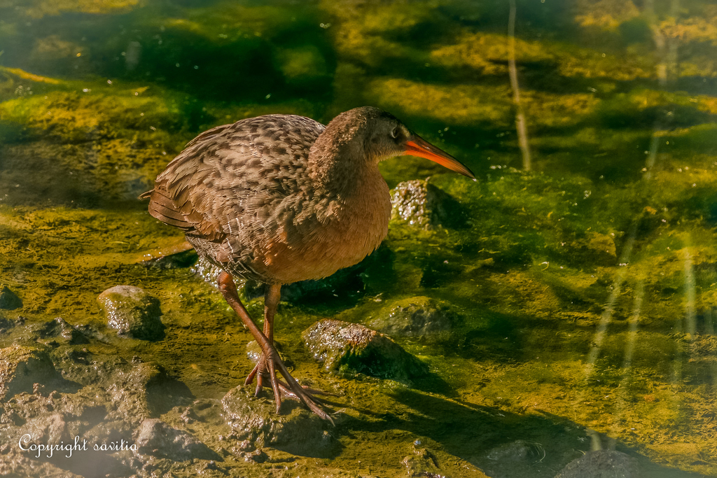 Aztec Rail from 33130 Meoqui, Chih., México on May 29, 2021 at 07:31 AM ...