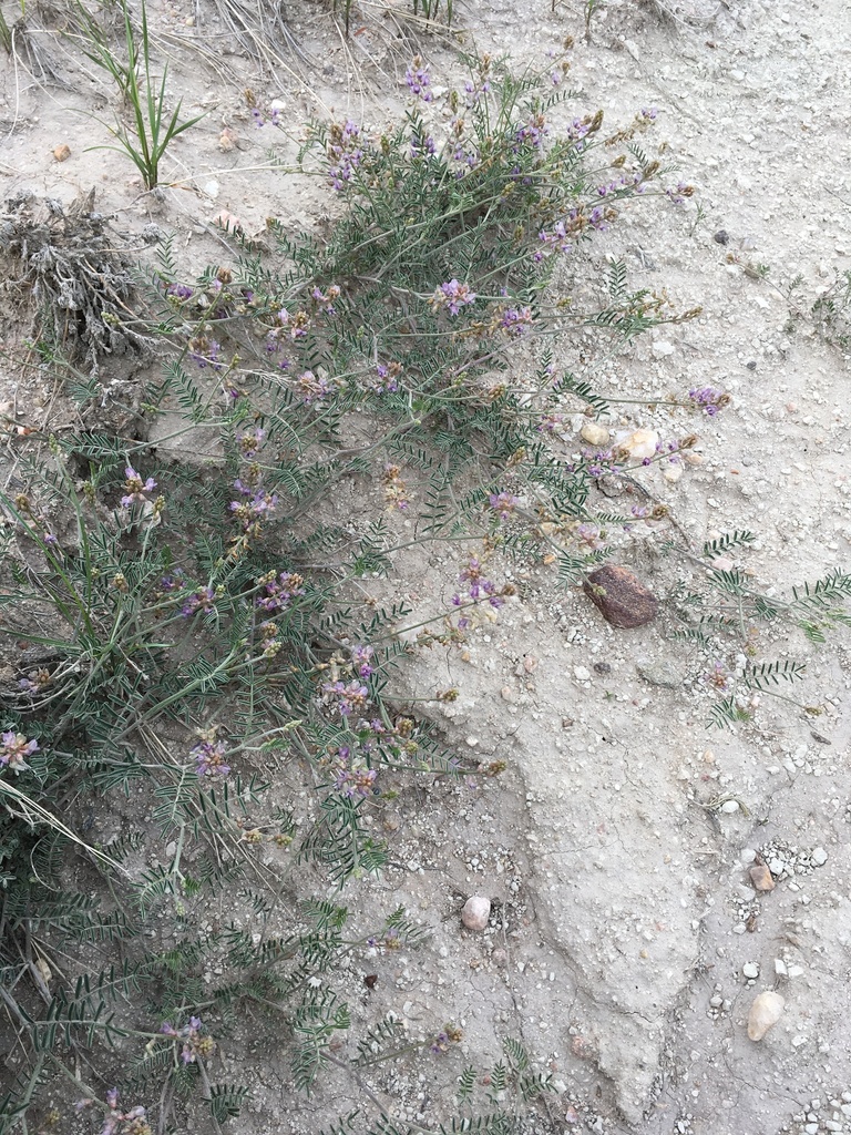 Slender Milkvetch from Pawnee National Grassland, Grover, CO, US on May ...