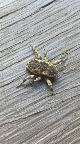 Poropterus platyderes · iNaturalist