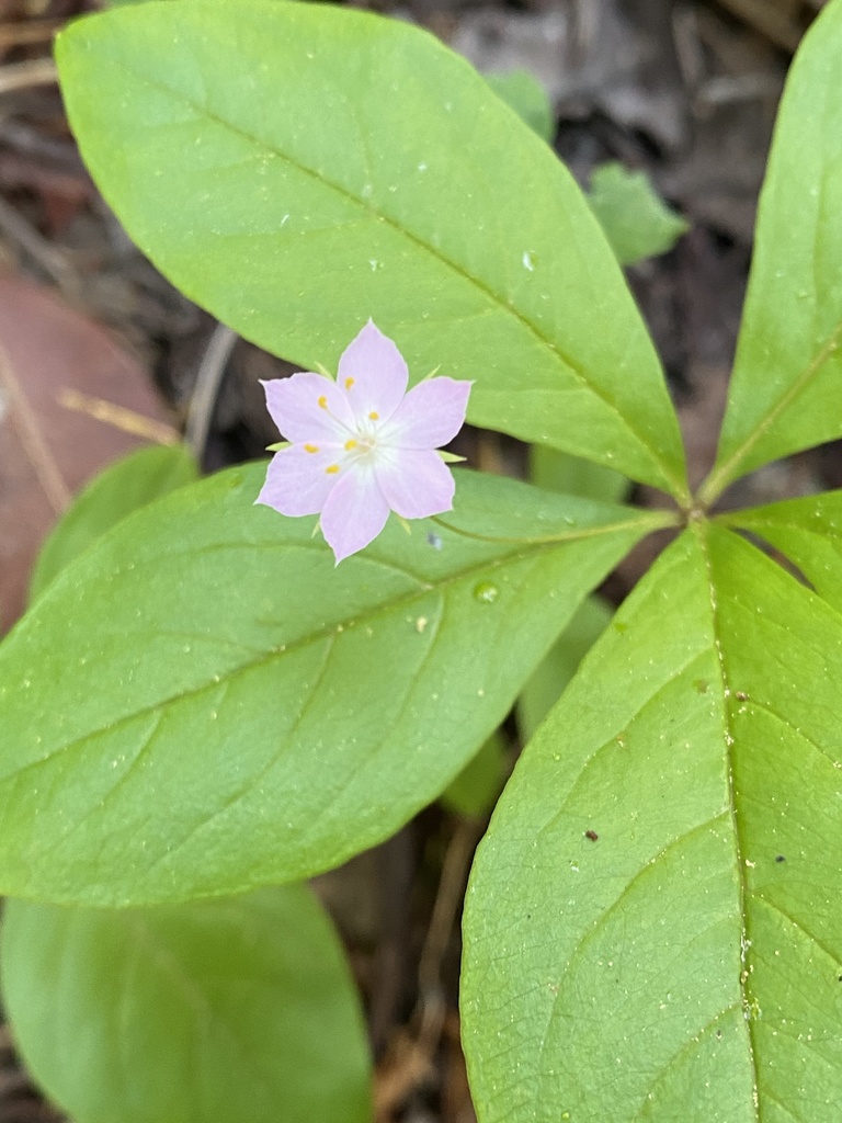 Western Starflower in May 2021 by Anneliese Wilson · iNaturalist