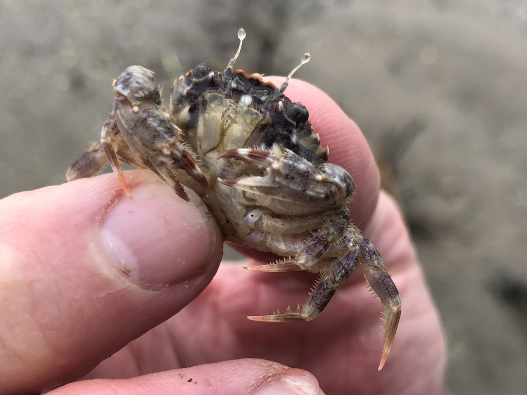 Liocarcinus from Northland, New Zealand on May 29, 2021 at 04:14 PM by ...
