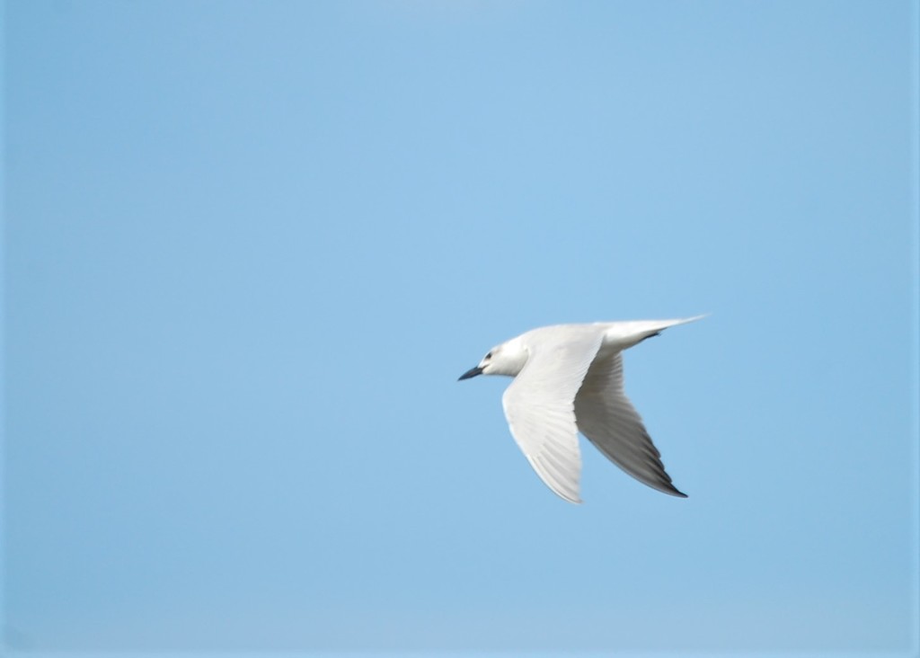 Gull-billed Tern from Cameron County, US-TX, US on January 31, 2018 at ...