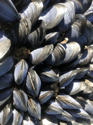Black Mussels (Intertidal species of NE Atlantic) · iNaturalist