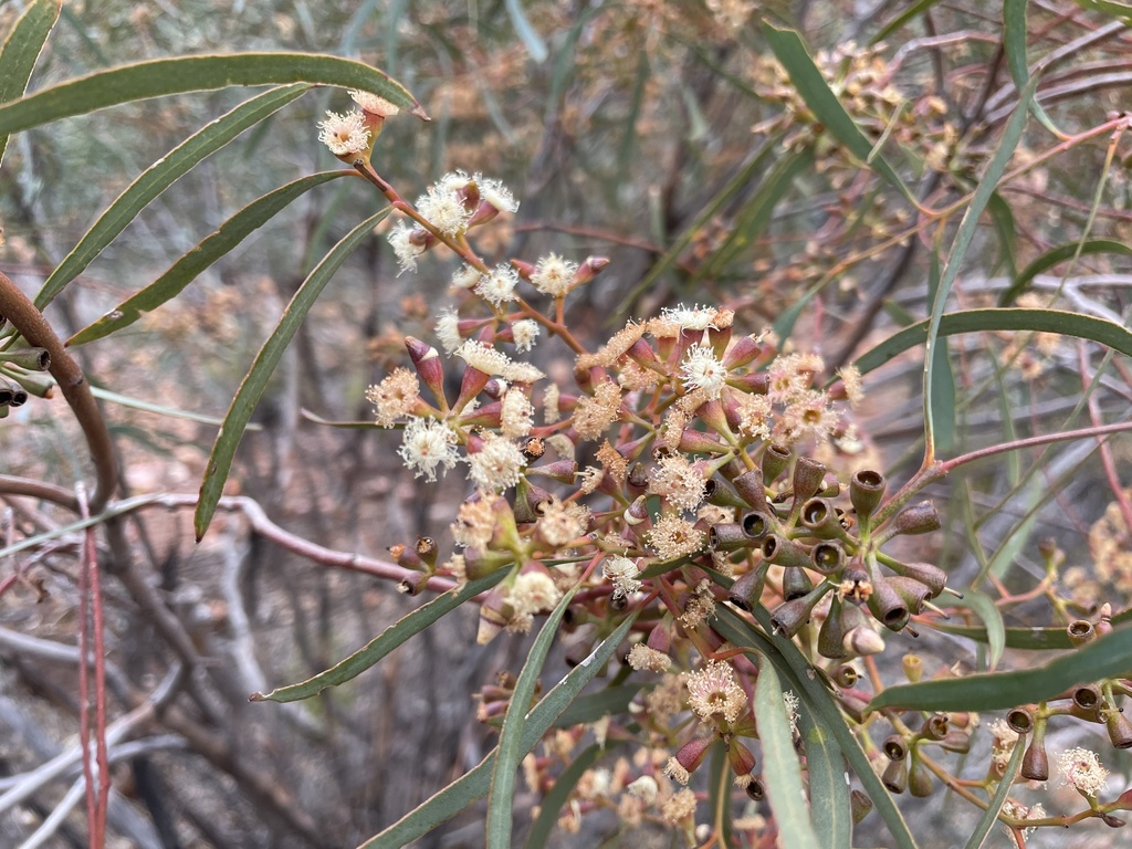 Blue Mallee (Eucalyptus polybractea) - Botanical Realm