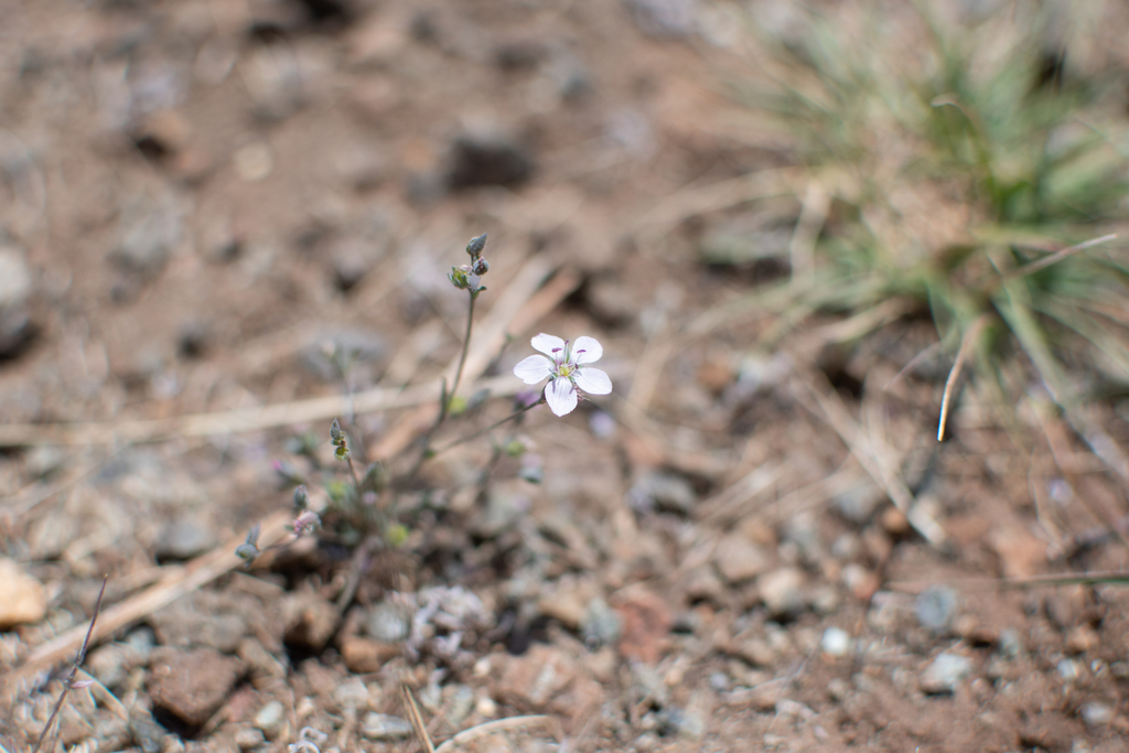 Marin dwarf-flax in May 2021 by Tony Milani. not sure but iNat's call ...