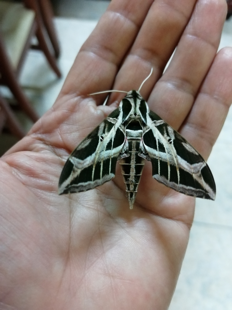 Vine Sphinx from Centro de Salinas Victoria, 65500 Salinas Victoria, N ...