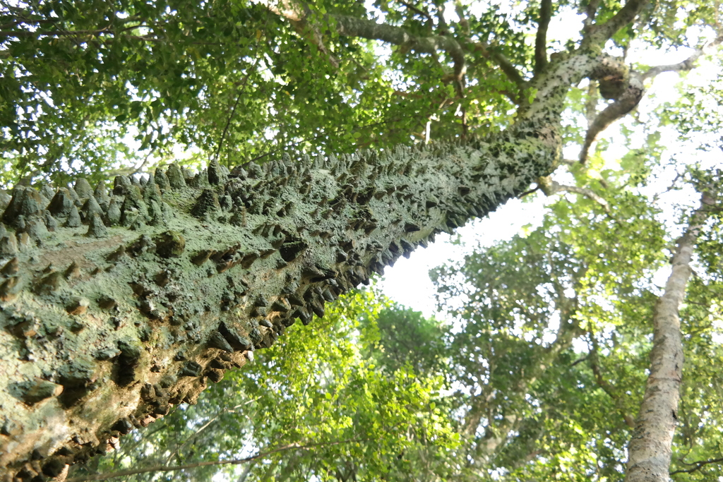 Forest Knobwood (Magnoliopsida (Dicots) of the Mfolozi River catchment ...
