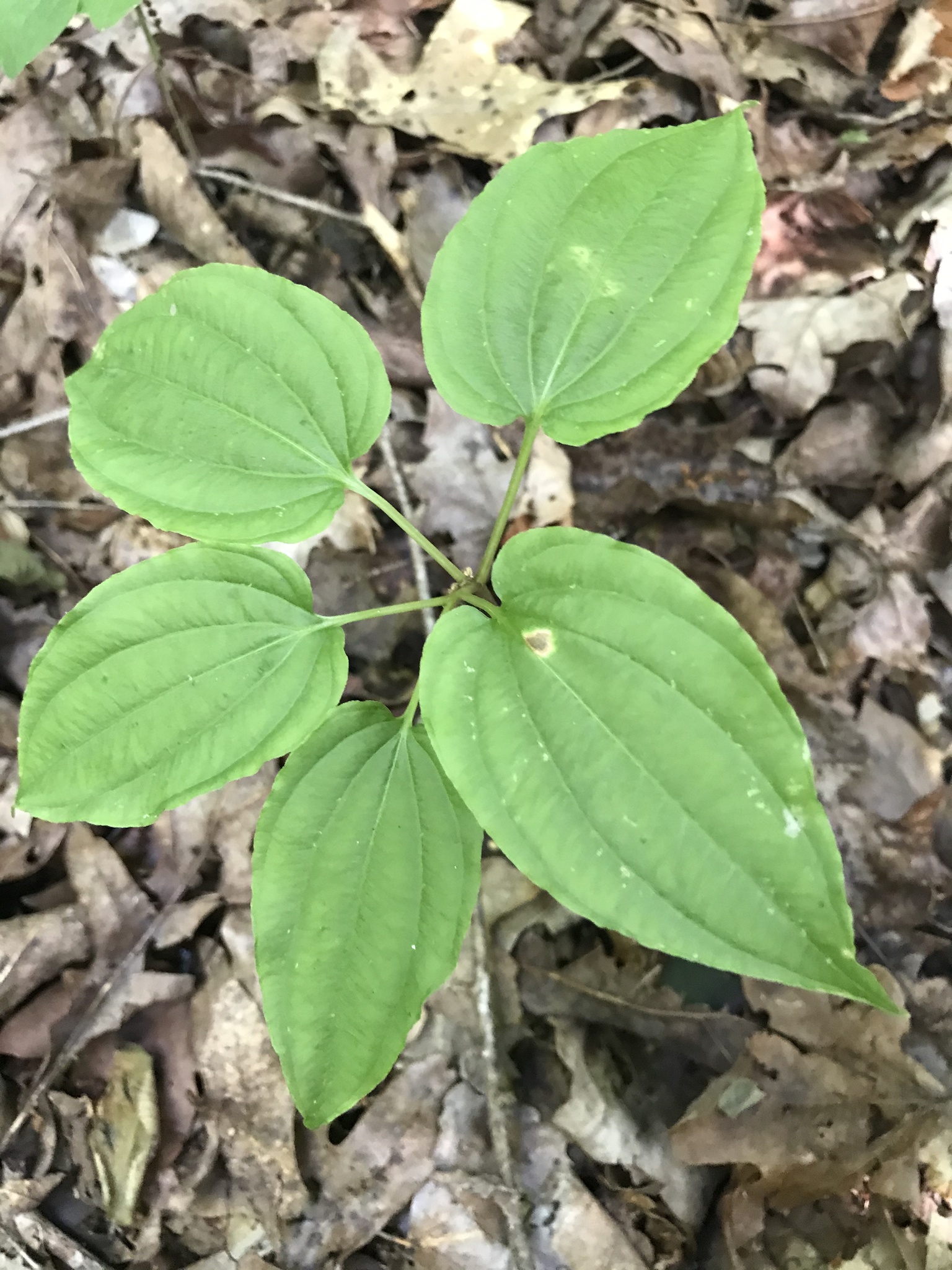 Croomia pauciflora (Nutt.) Torr.