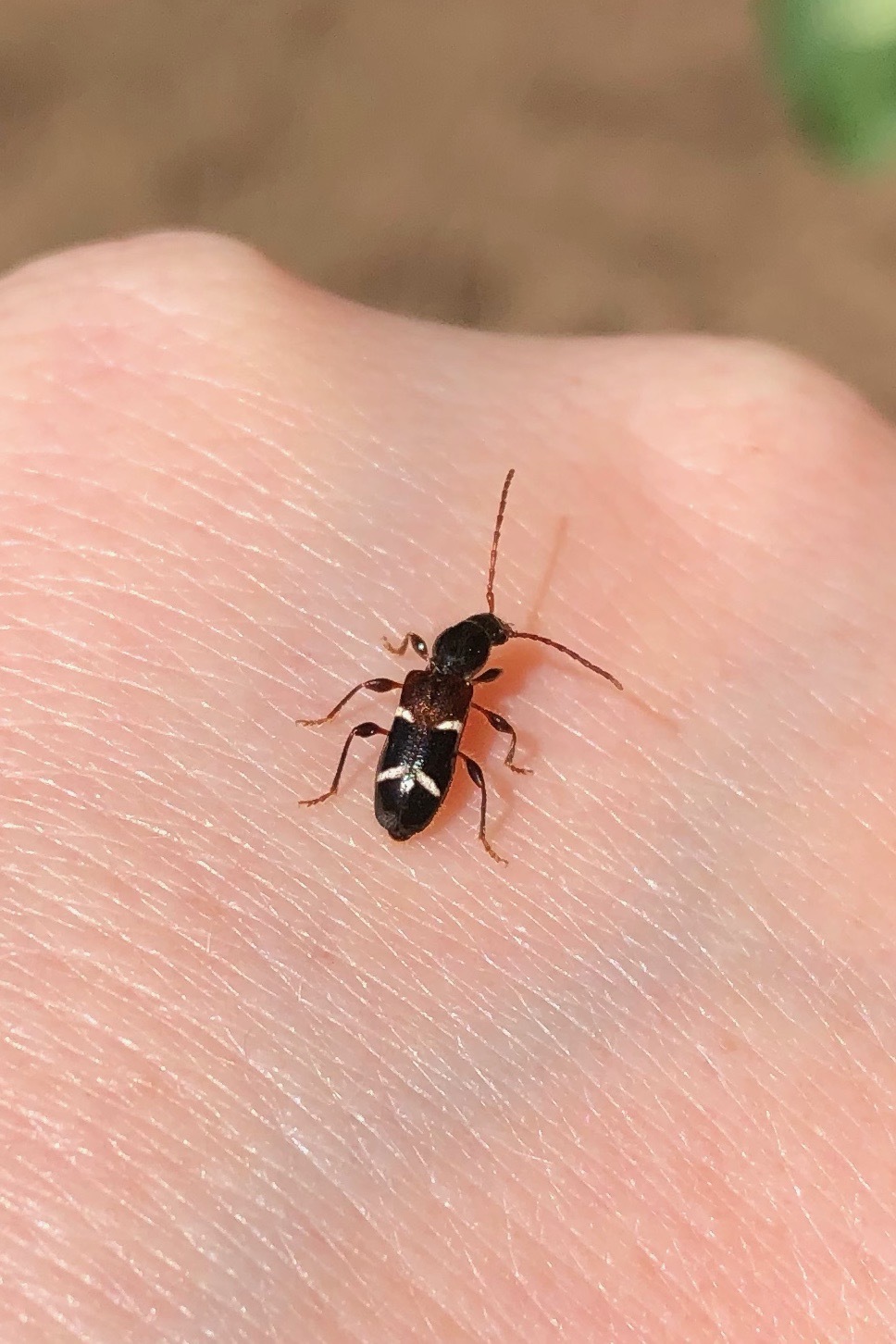 Phymatodes nitidus LeConte, 1874