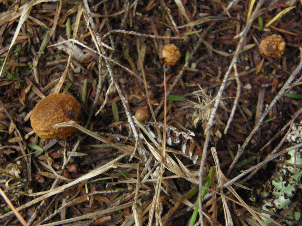 Descolea recedens from Onewhero, New Zealand on May 30, 2021 at 01:24 ...