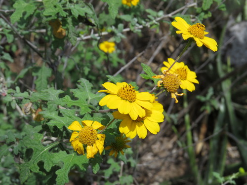 Chimalacate (Sidneya pinnatilobata)