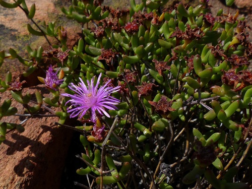 Ruschia virgata · NaturaLista Colombia