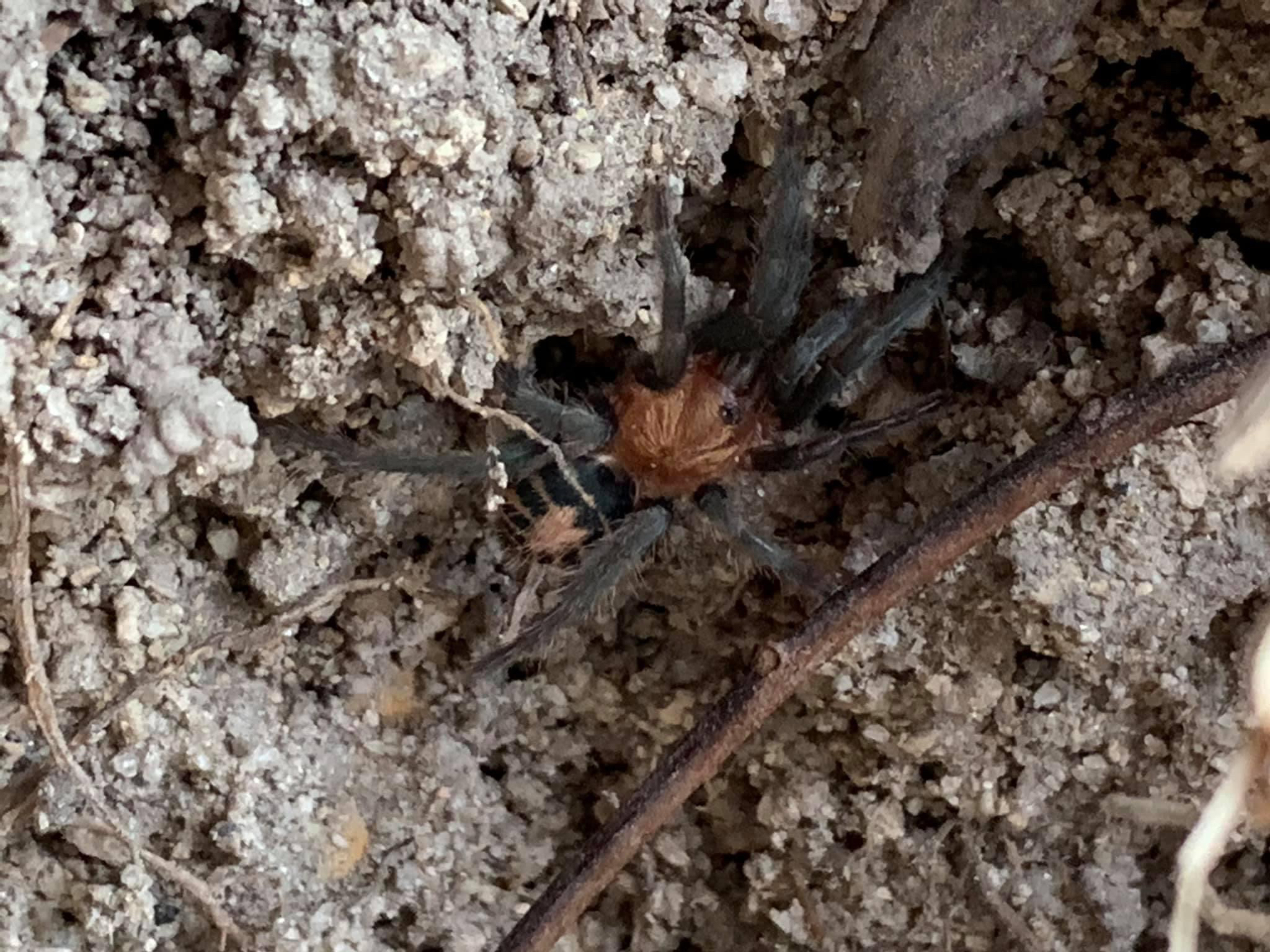 Davus ruficeps (Simon, 1891)