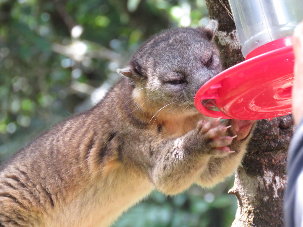 Northern Olingo (Bassaricyon gabbii) - Know Your Mammals