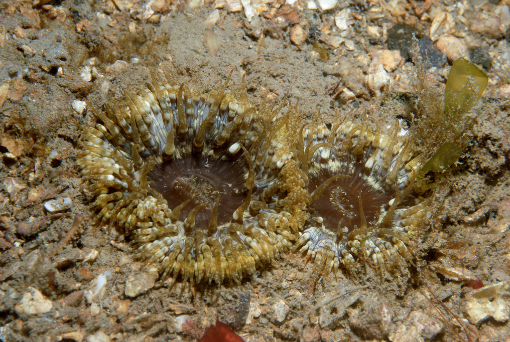 Daisy Anemone (Intertidal species of NE Atlantic) · iNaturalist