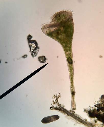 (Stentor polymorphus)