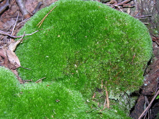 Pincushion Moss (Leucobryum glaucum) - Botanical Realm