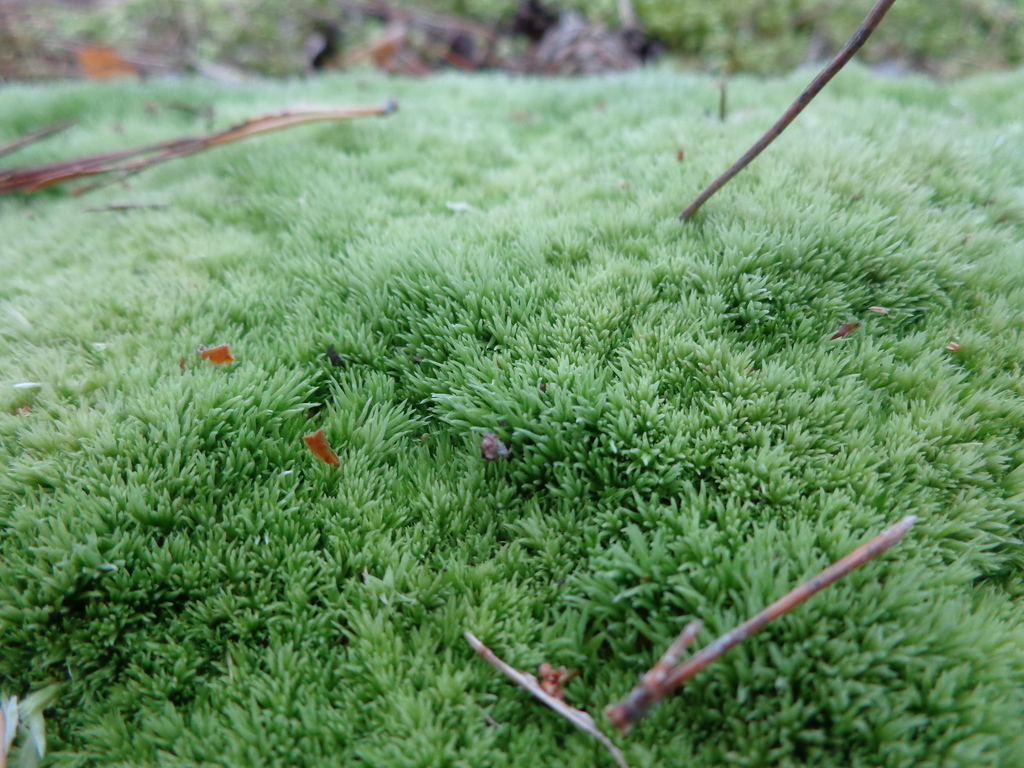 Pincushion Moss (Leucobryum glaucum) - Botanical Realm