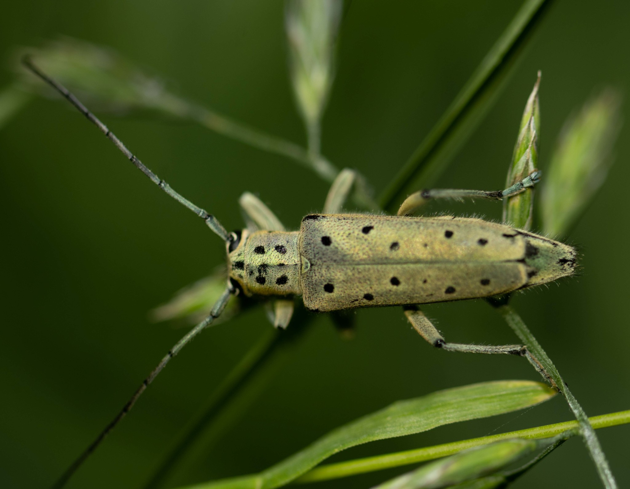Saperda punctata (Linnaeus, 1767)