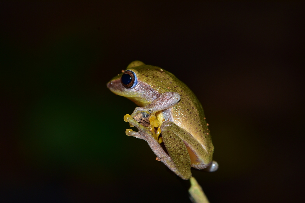 Variable Bush Frog (Amphibians of Kerala) · iNaturalist