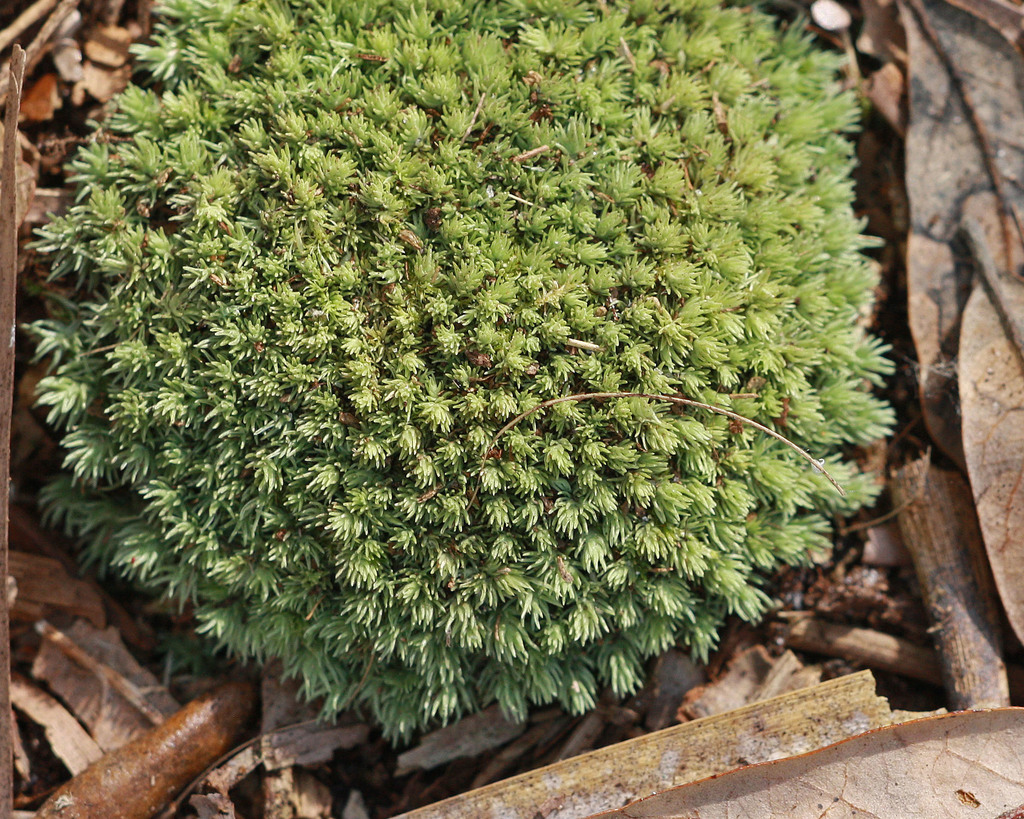 white moss (Leucobryum albidum) - Botanical Realm