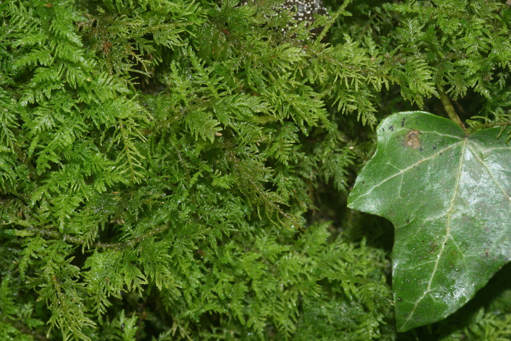 delicate fern moss (Thuidium delicatulum) - Botanical Realm