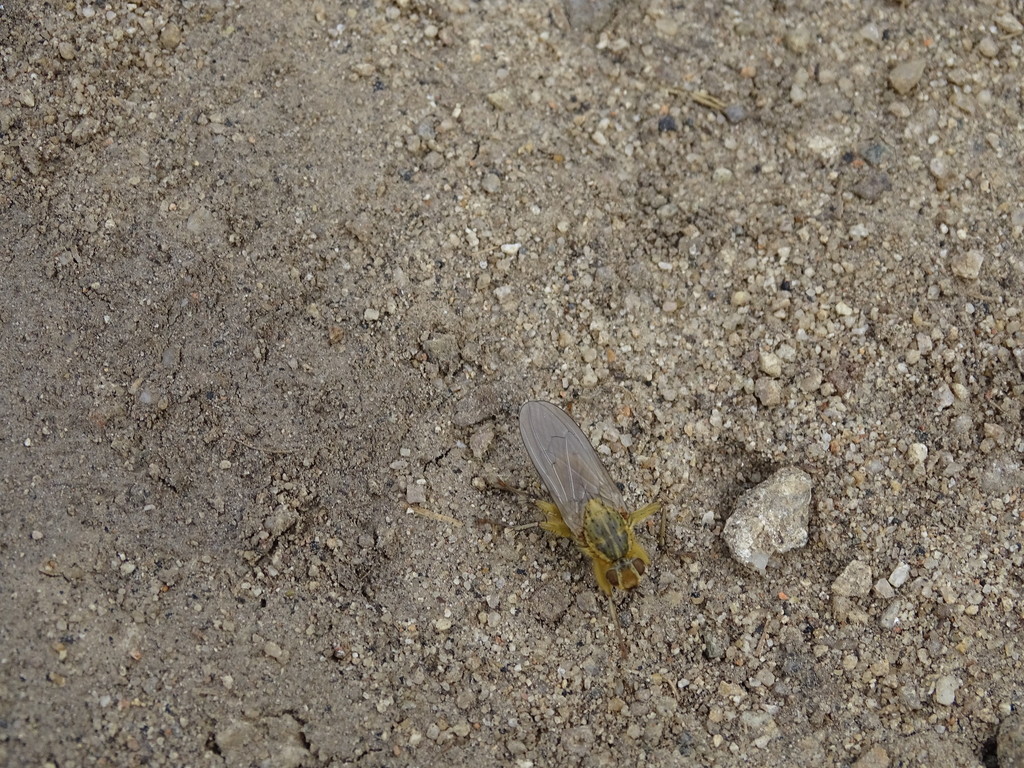 Golden Dung Fly from Samokov Municipality, Bulgaria on May 30, 2021 at ...